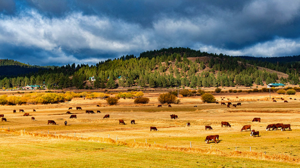 Engineered Famine: Oregon Starts Shutting Down Small Farms – Truth In News